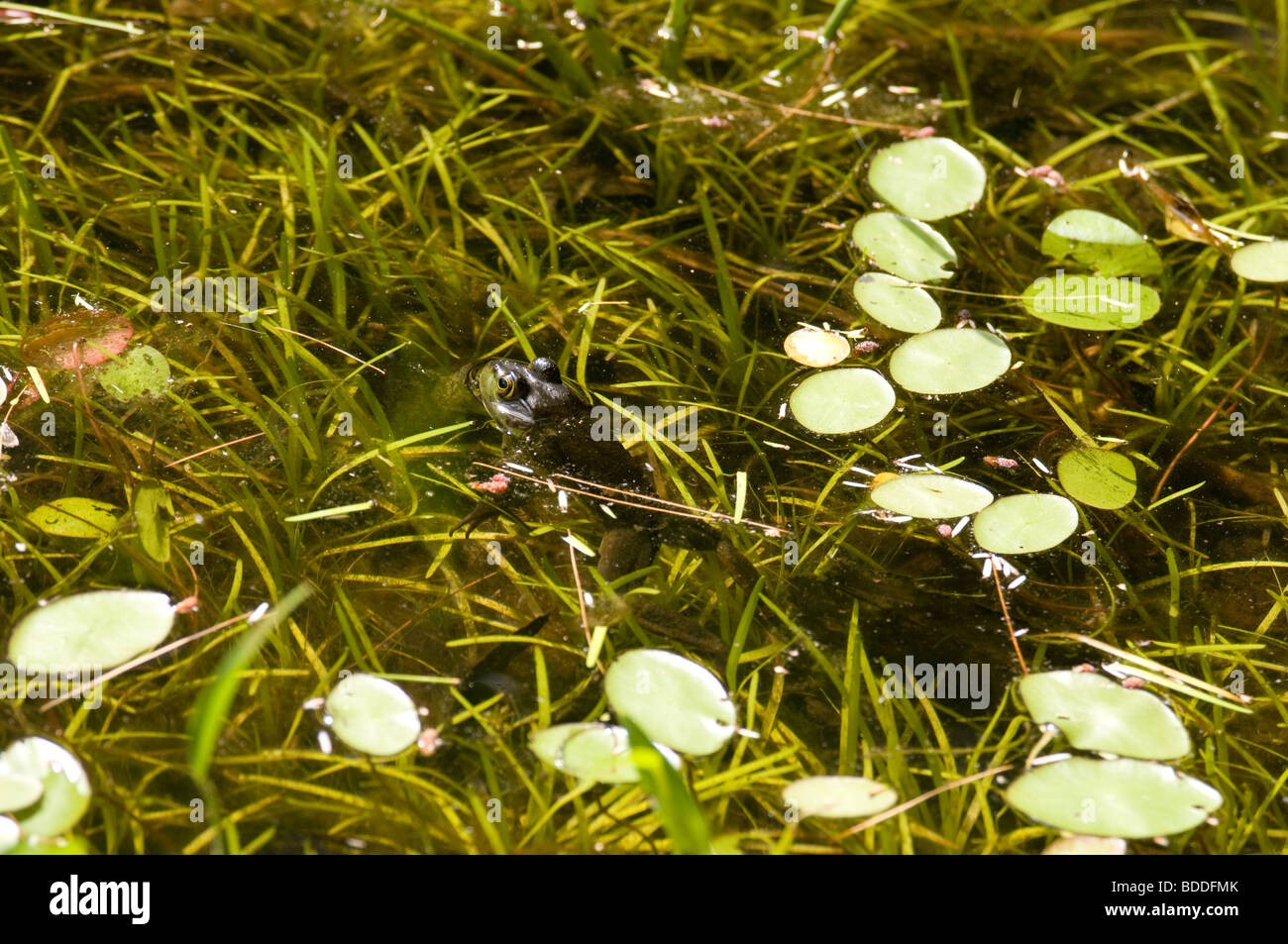 Green Frog Floating in Lilly Pads Stock Photo - Alamy