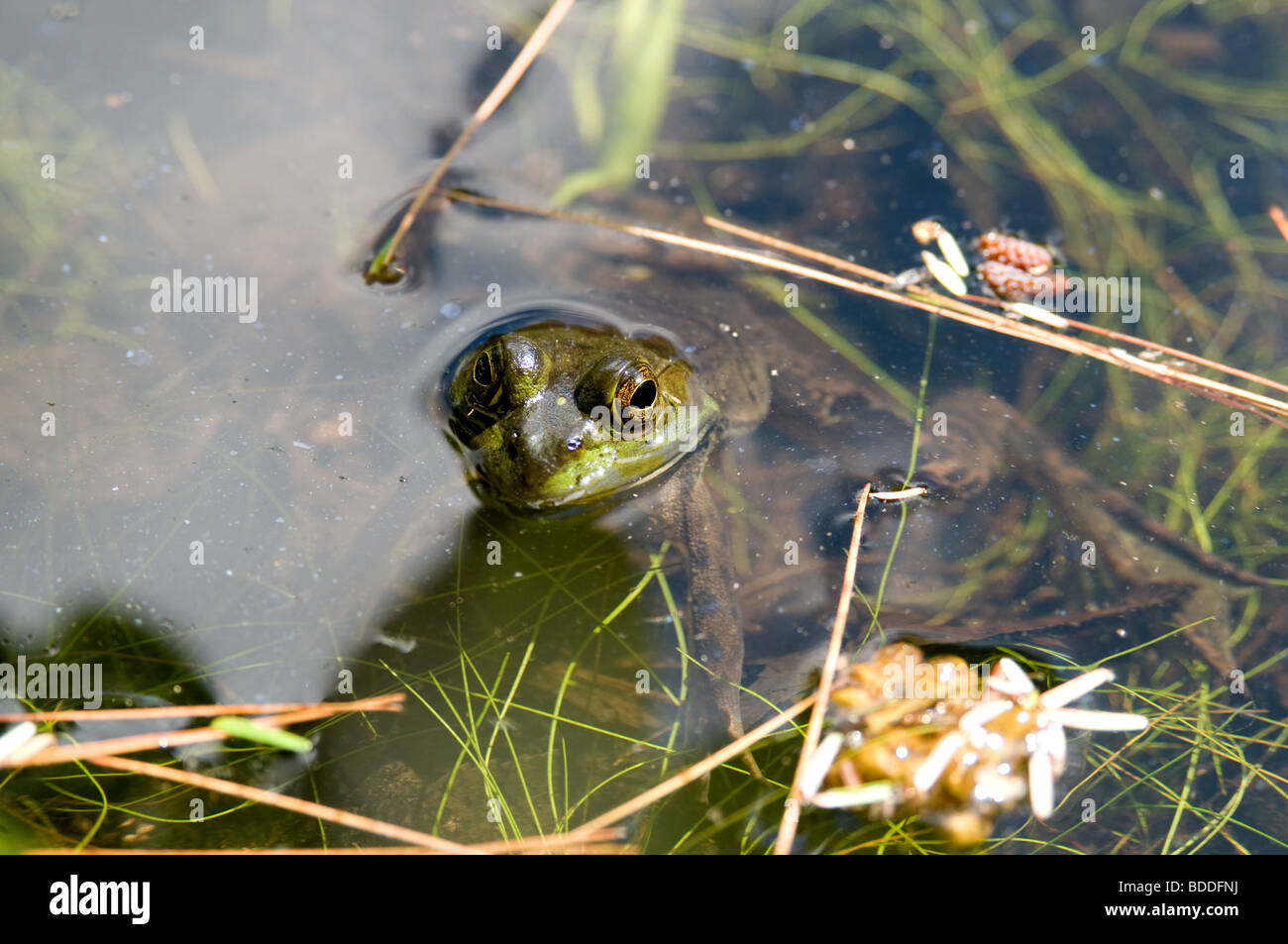 Closeup green frog swimming hi-res stock photography and images - Alamy