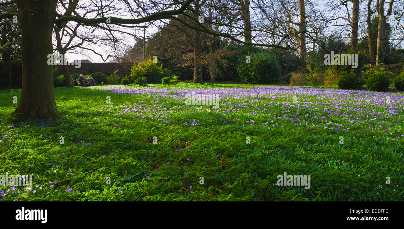 England, spring flowers hi-res stock photography and images - Alamy