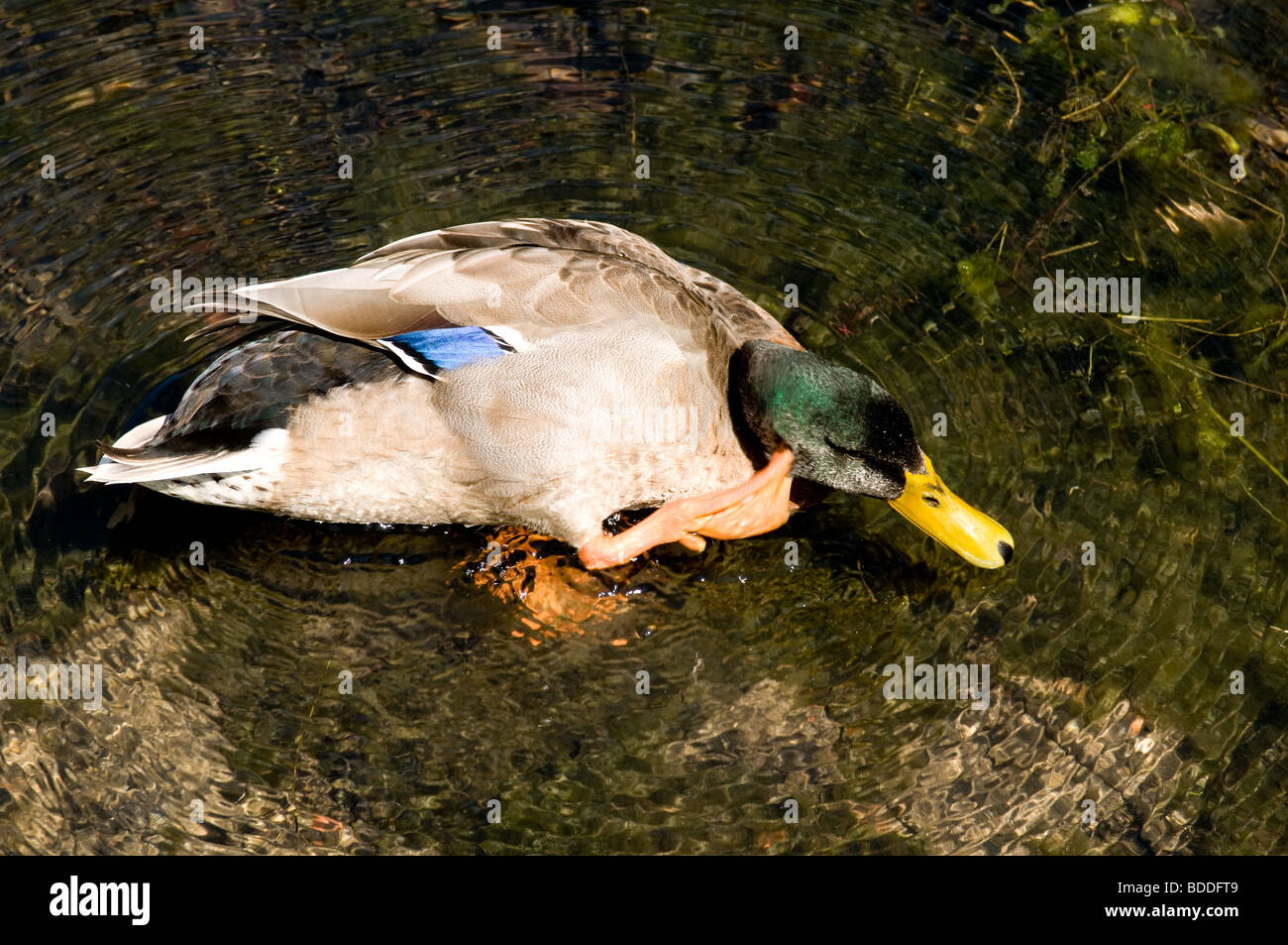 Male Mallard Duck Scratching his head Stock Photo - Alamy