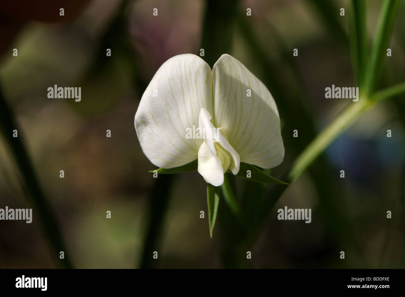 White Chickling pea flower (Lathyrus sativus var albus Stock Photo - Alamy