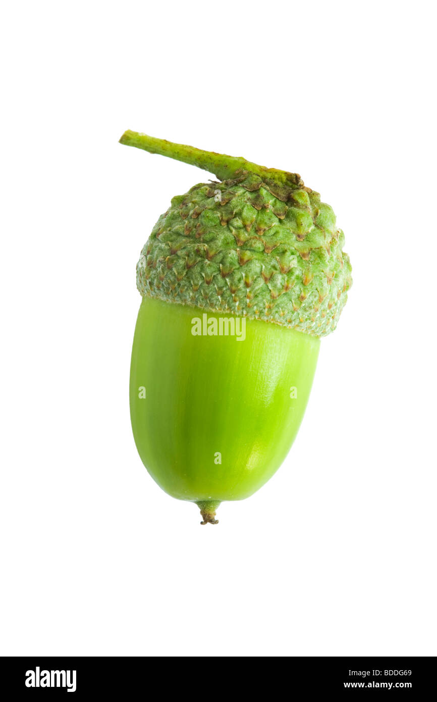 From little acorns hi-res stock photography and images - Alamy