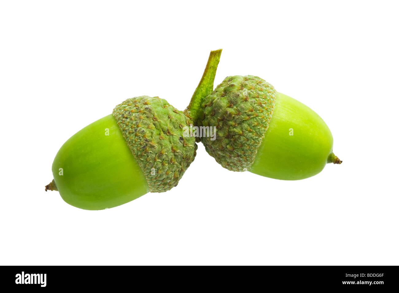Oak tree seeds acorns Cut Out Stock Images & Pictures - Alamy