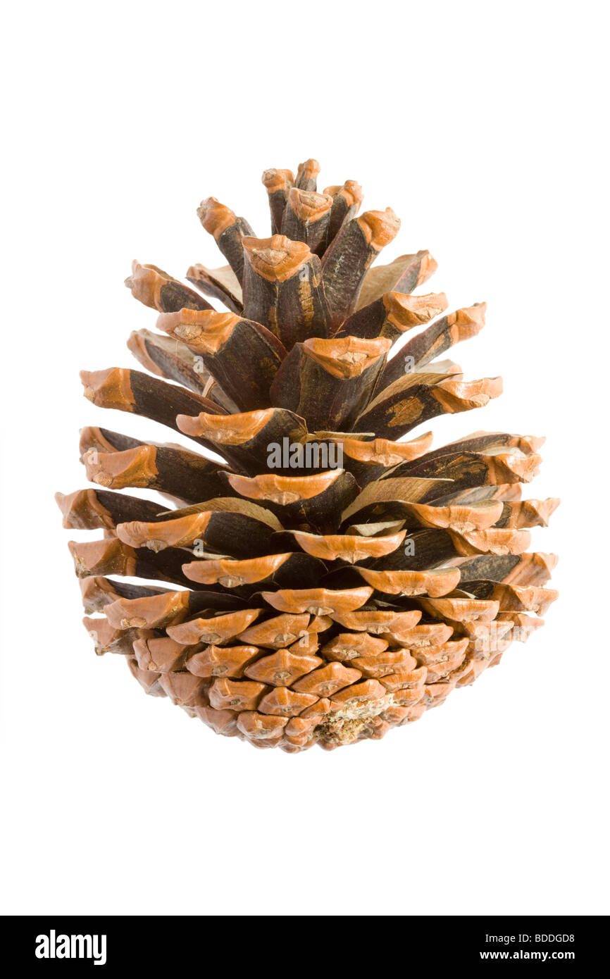 Pine cone hi-res stock photography and images - Alamy