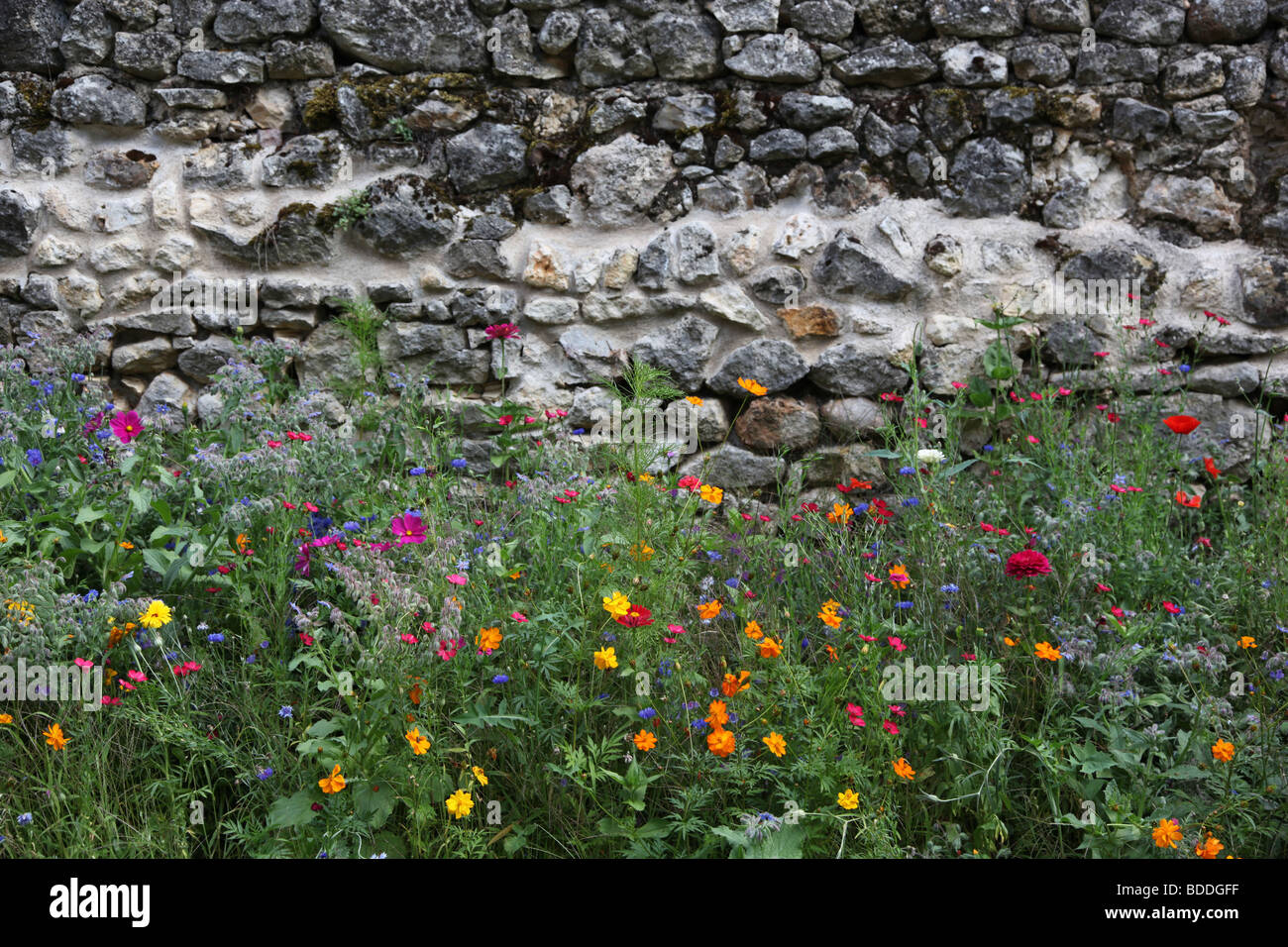 Wild flowers growing against an old stone wall Stock Photo - Alamy