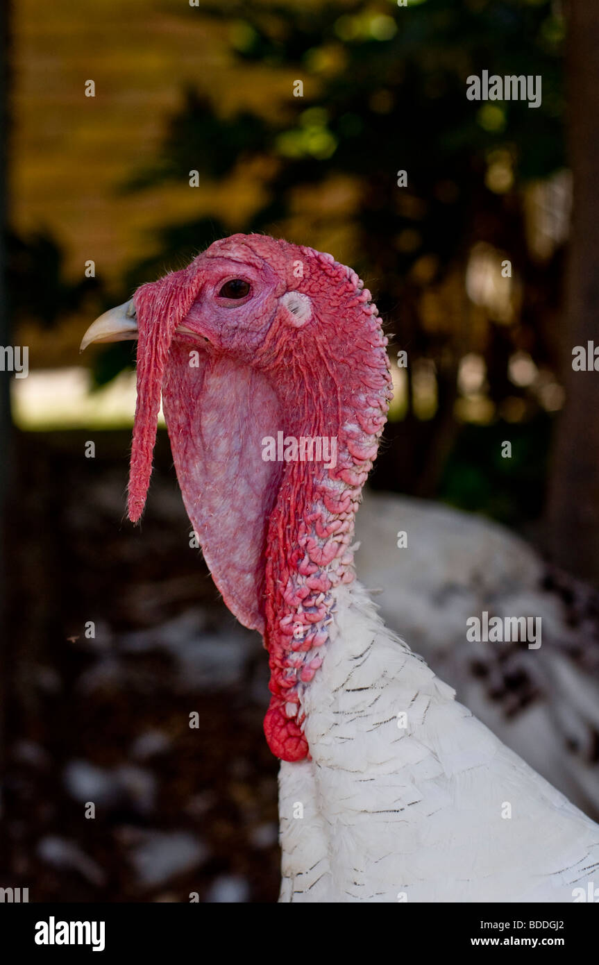 Turkey snood hi-res stock photography and images - Alamy
