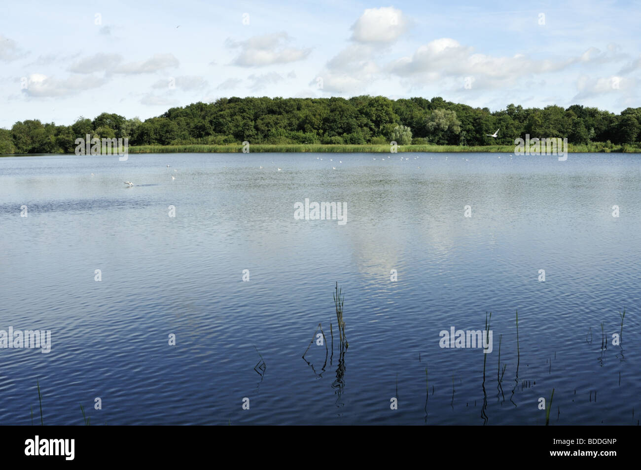 Filby Broad, Norfolk, UK Stock Photo - Alamy
