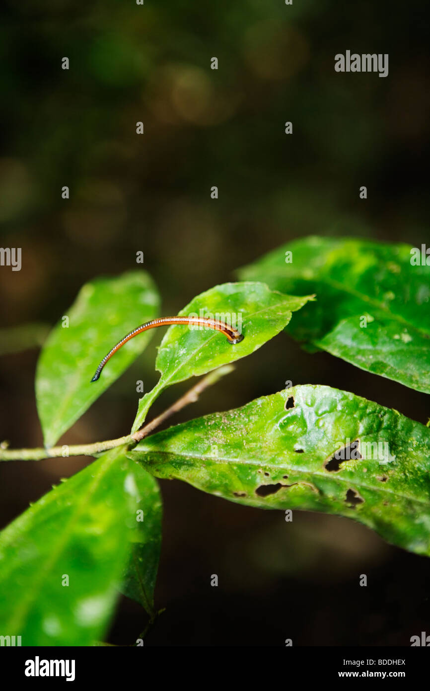 Leech hi-res stock photography and images - Alamy