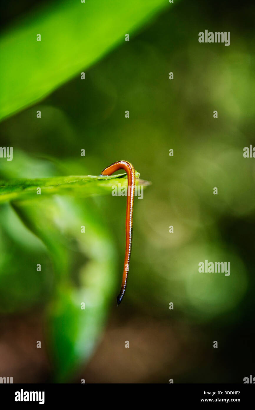 Leech hi-res stock photography and images - Alamy
