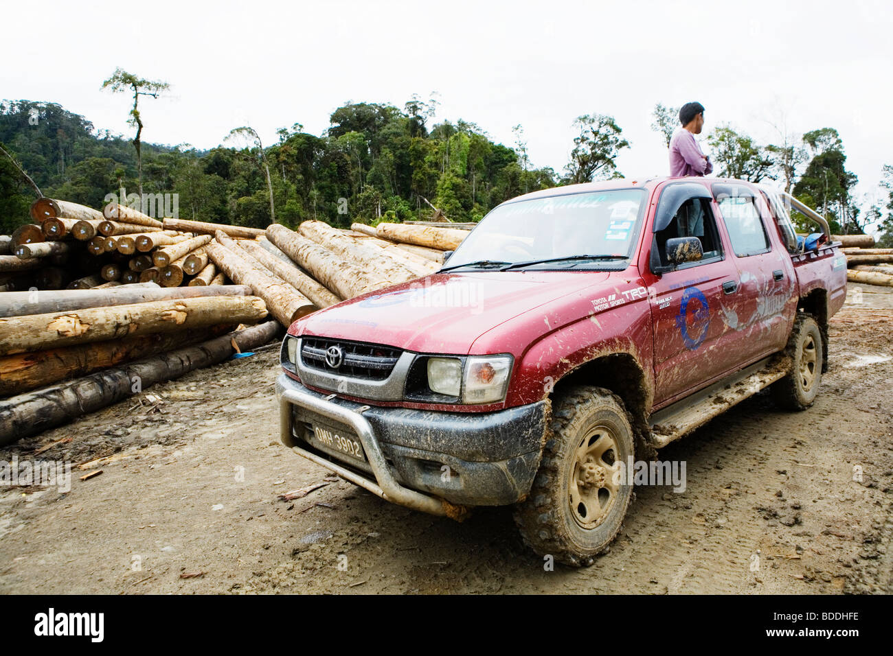 Teak wood (hardwood logs) and a pickup car on a logging road in Kelabit ...