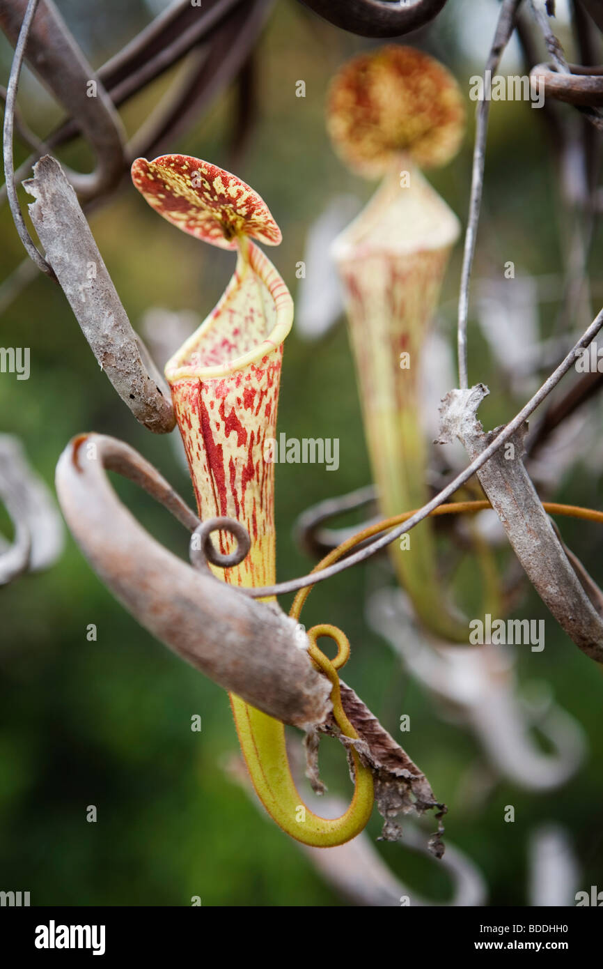 A pitcher plant (carnivorous plant) in the rainforest in Kelabit ...