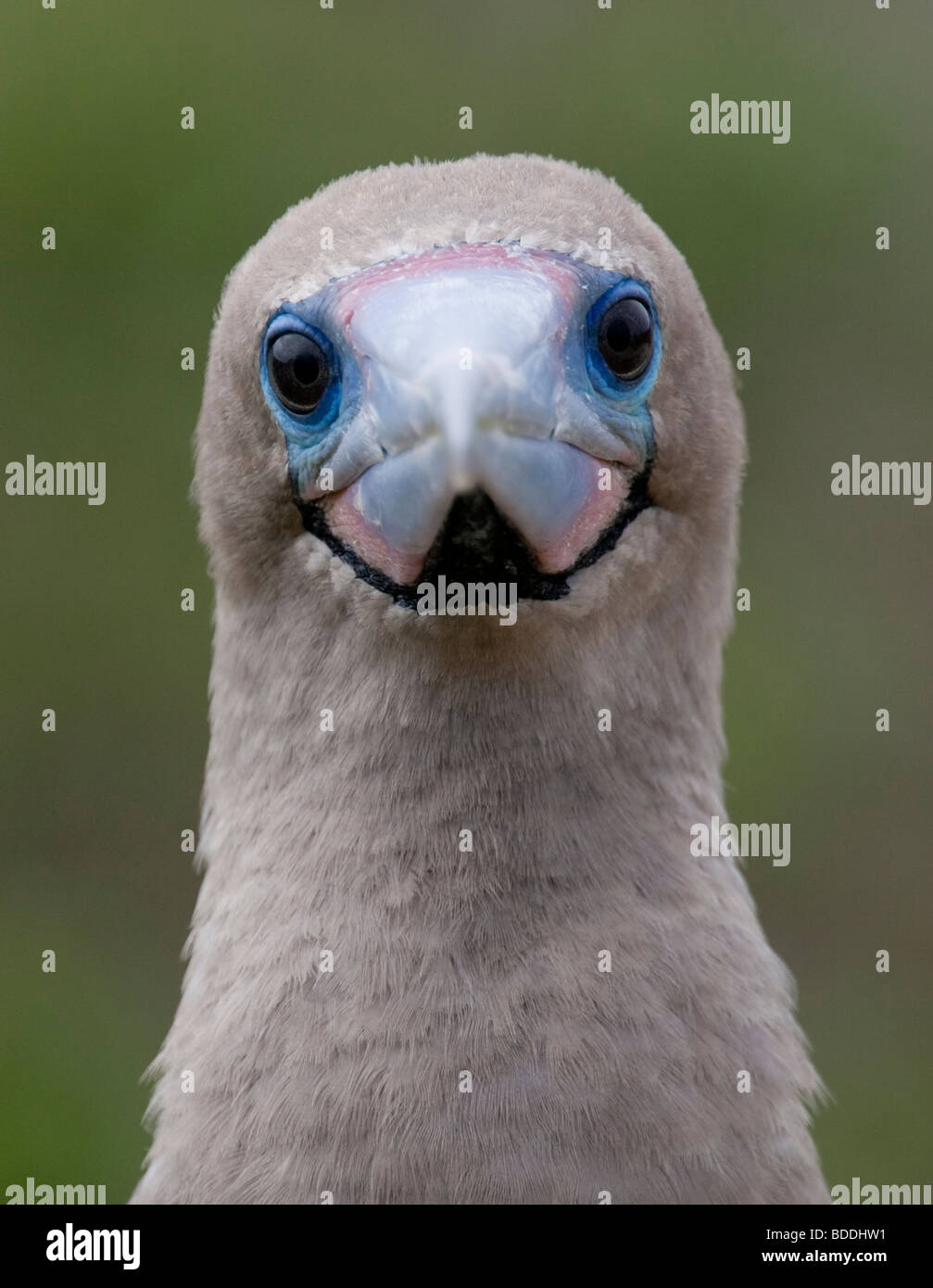 A Red-footed Booby portrait from Tower Island, Galapagos, Ecuador Stock ...