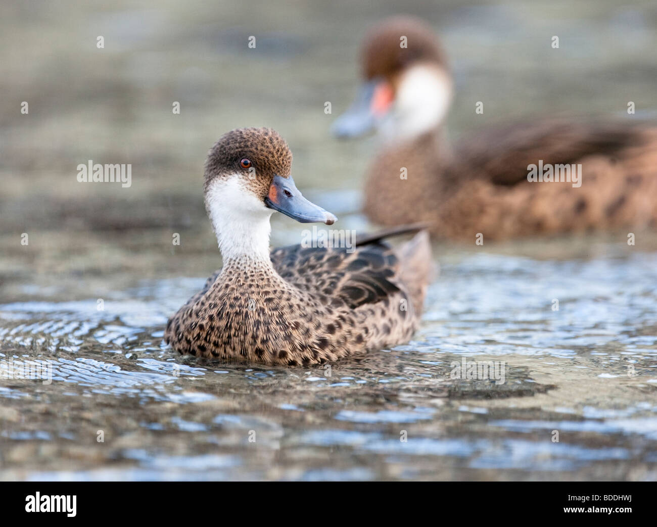 A pair of White-cheeked Pintails swims into the incoming tide at Darwin ...
