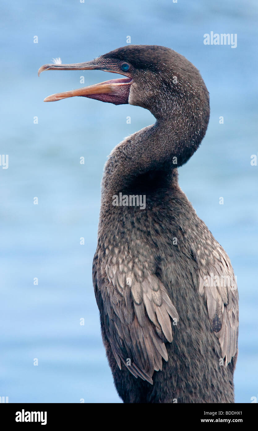 Vestigial wings hi-res stock photography and images - Alamy