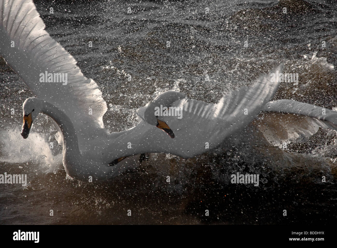 Swan fighting hi-res stock photography and images - Alamy