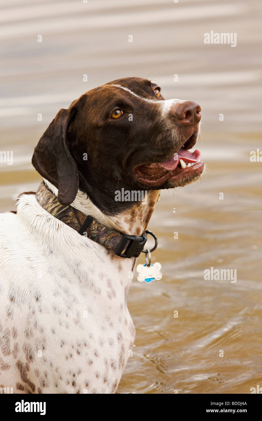 Short haired retriever hi-res stock photography and images - Alamy