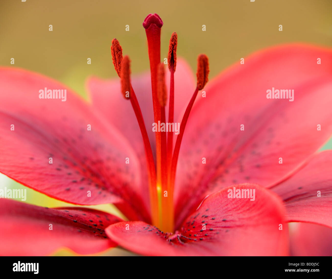 Close-up of pink Peruvian Lily Stock Photo - Alamy