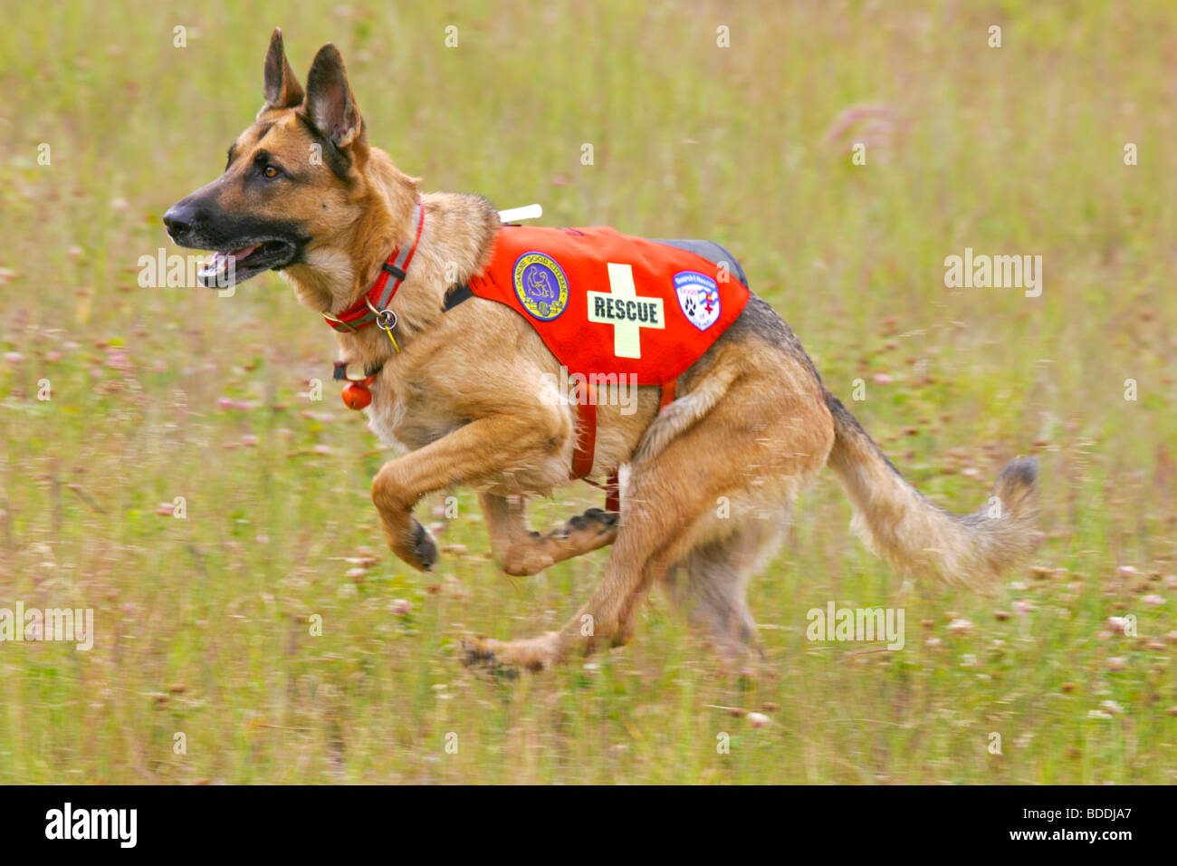 Loki, a mountain rescue dog, in action Stock Photo - Alamy