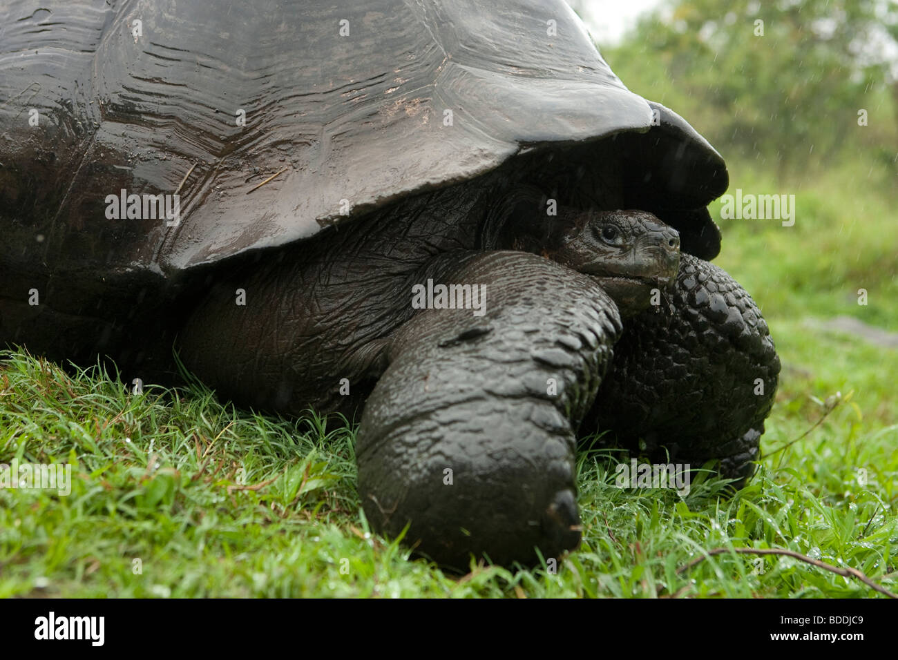 Galapagos tortoise hiding head in hi-res stock photography and images ...
