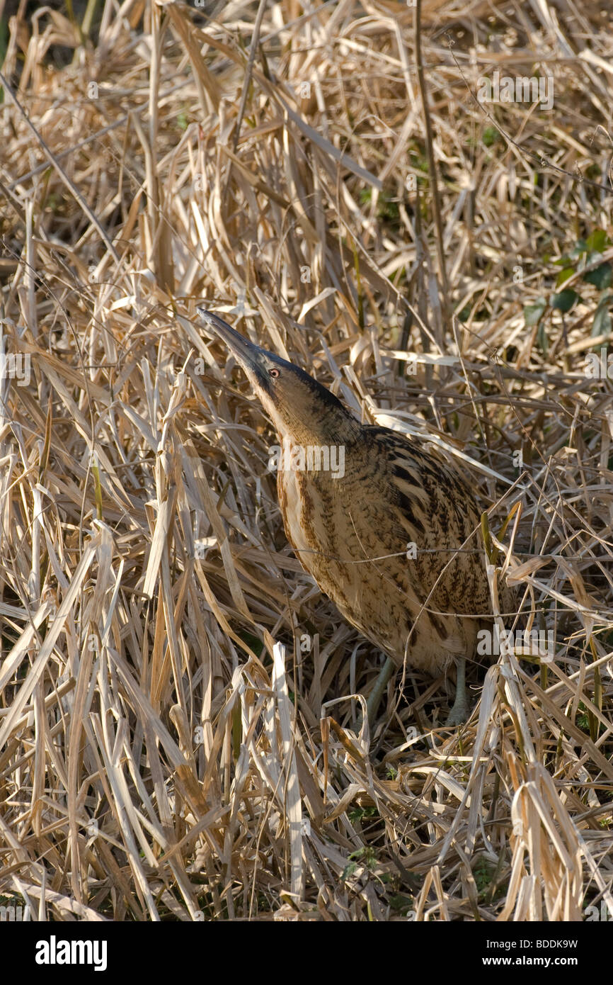 Great Bittern, Botaurus stellaris, Norfolk UK Stock Photo - Alamy