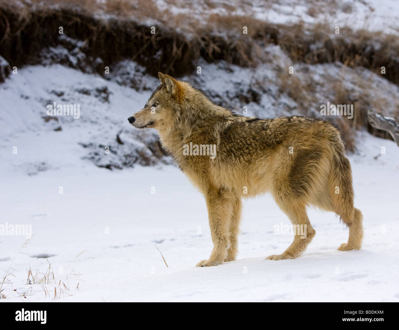 Wolf in winter Stock Photo - Alamy