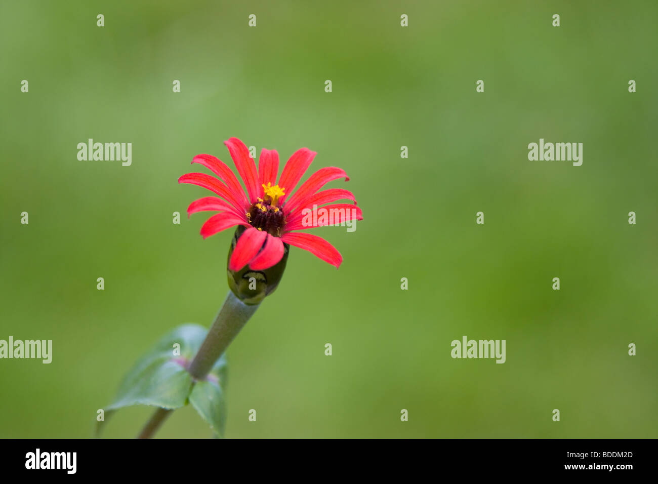 Zinnia Red Spider Stock Photo - Alamy