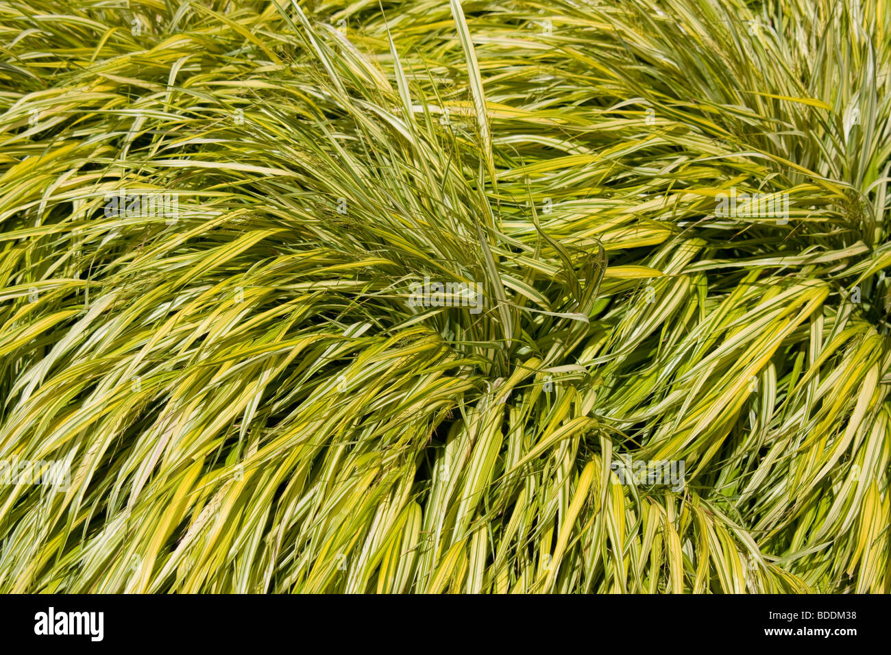 Hakonechloa macra aureola hi-res stock photography and images - Alamy