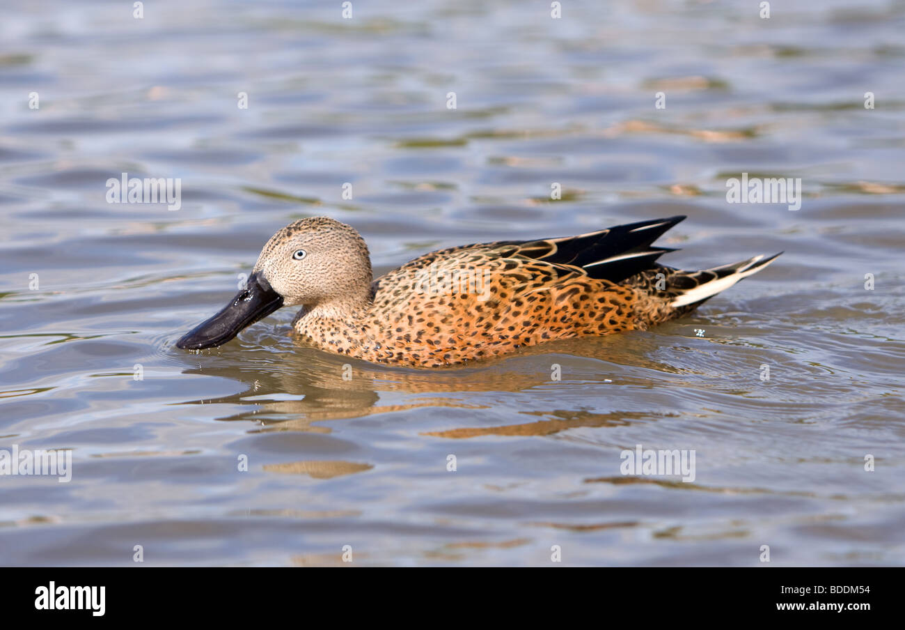 Anas platalea hi-res stock photography and images - Alamy