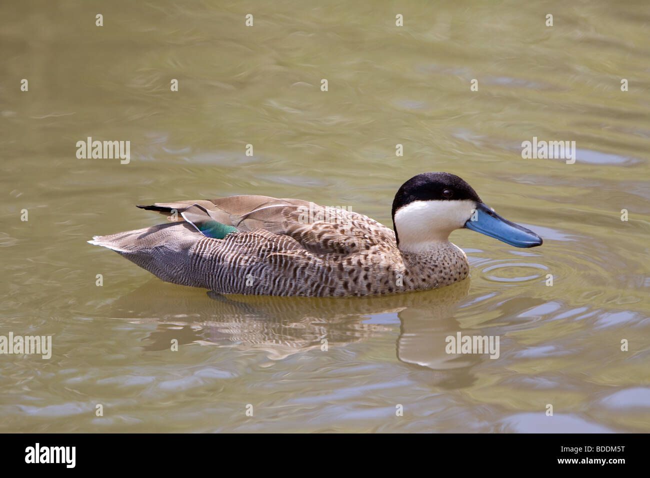 Puna Teal, Anas versicolor puna Stock Photo - Alamy