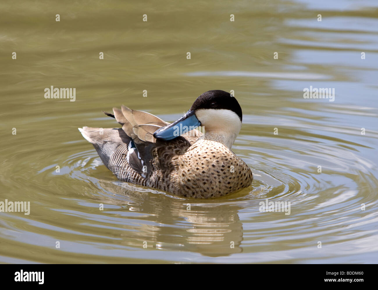 Puna Teal, Anas versicolor puna Stock Photo - Alamy