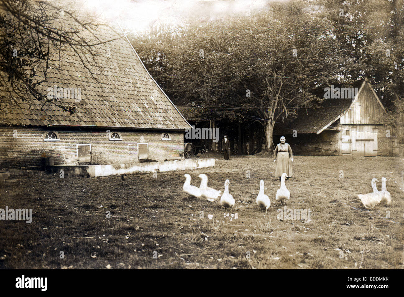 rural farm, village, woman, yard, geese, goose, ducks, village, house ...
