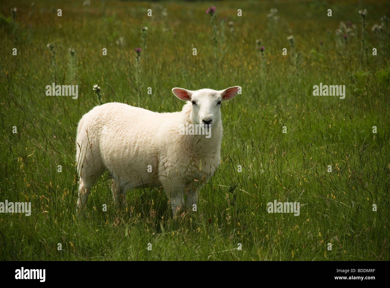 Sheep in field Stock Photo - Alamy