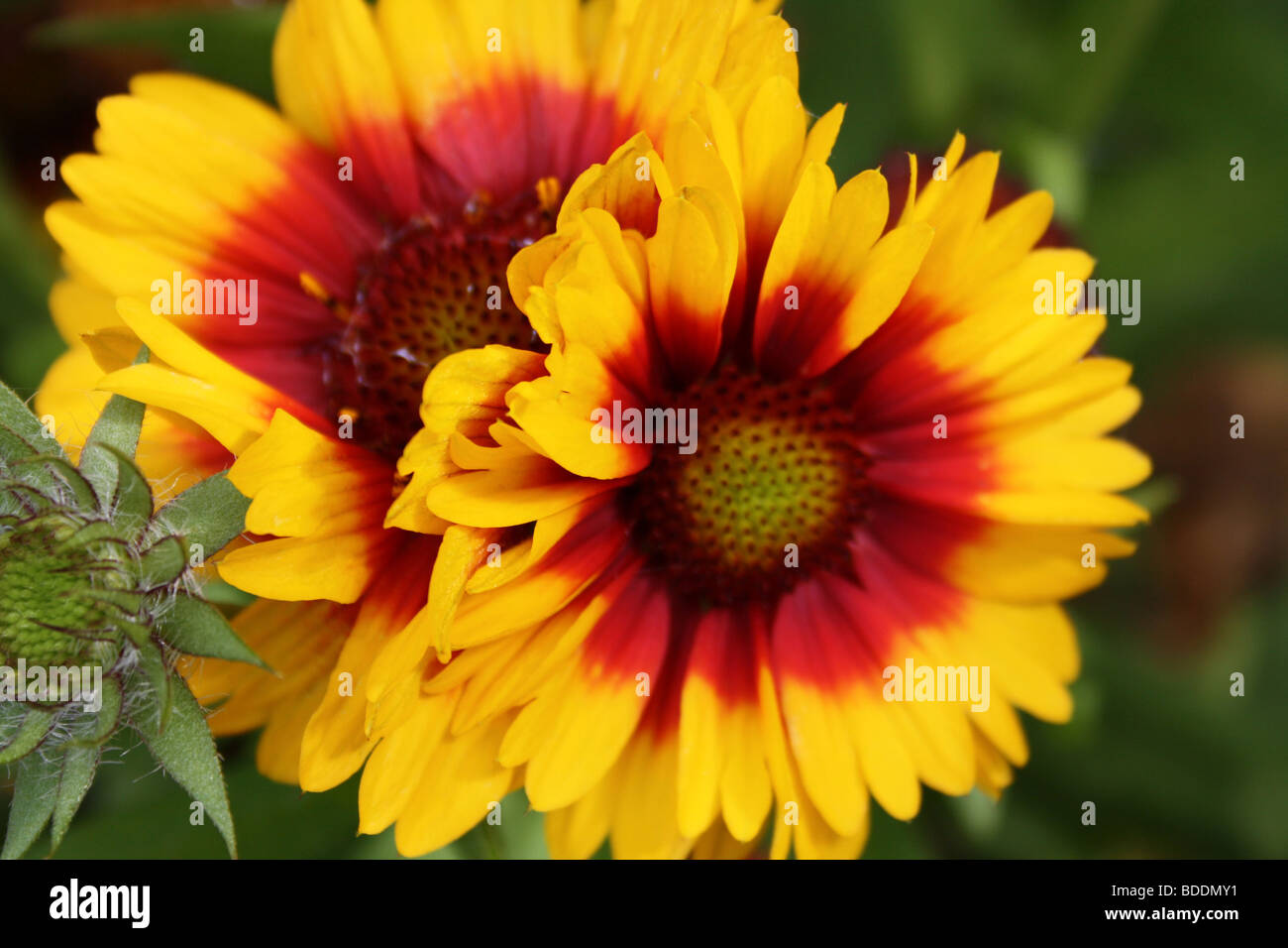 Bright yellow landscape hi-res stock photography and images - Alamy