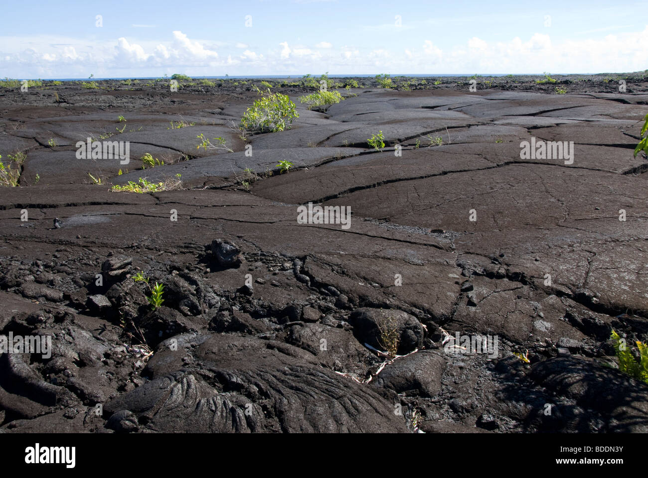 Lava flows, Lava fields, Mauga, Savai'i, Western Samoa Stock Photo - Alamy