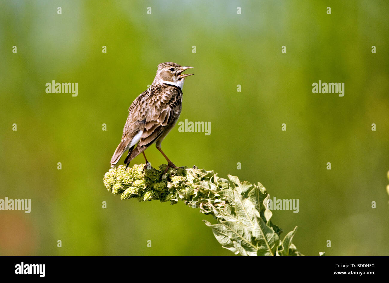 Calandra Lark perching; Melanocorypha calandra Stock Photo - Alamy