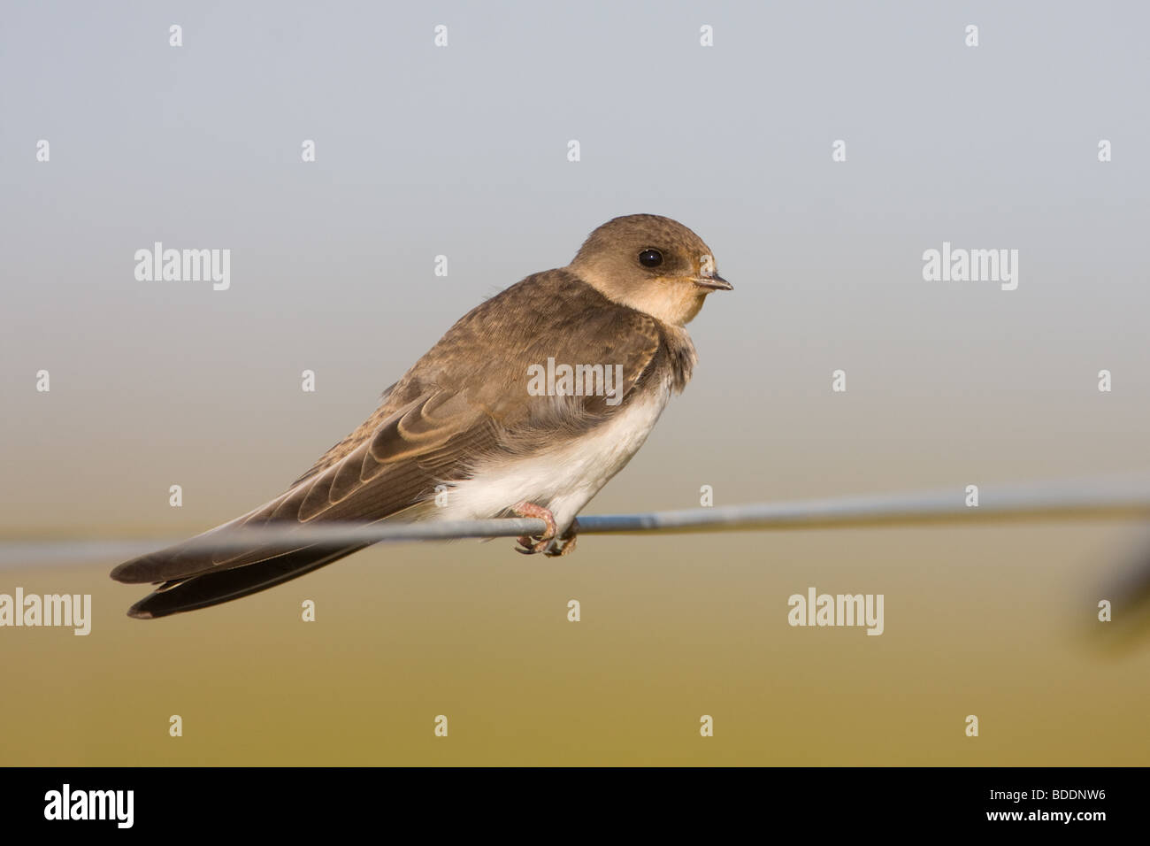 sand Martin, Riparia riparia, Norfolk UK Stock Photo - Alamy