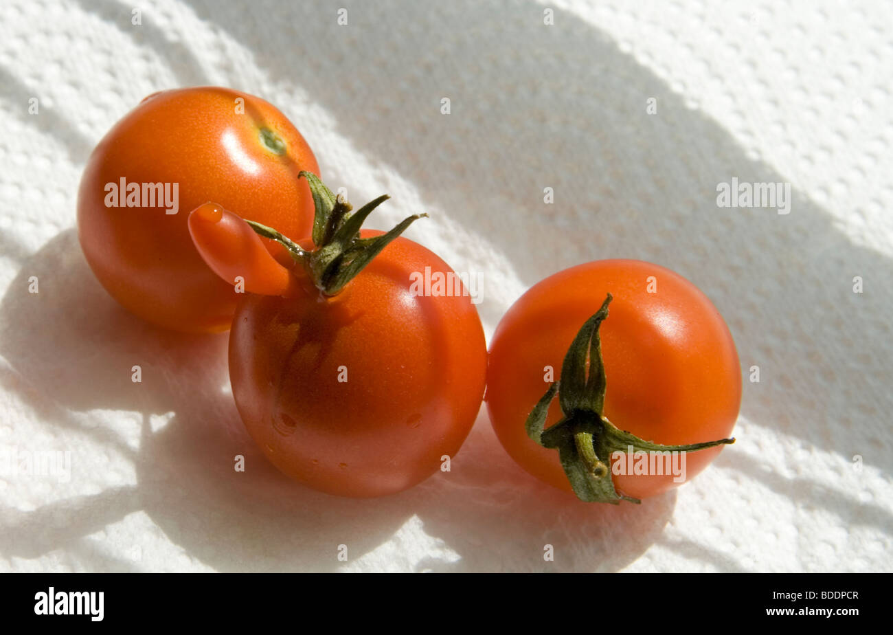 Mutant tomato hi-res stock photography and images - Alamy