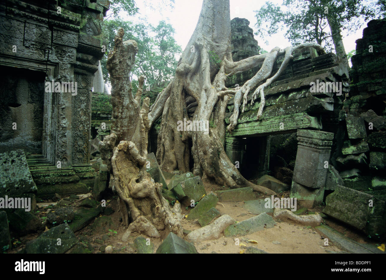 Ta prohm interior cambodia hi-res stock photography and images - Alamy