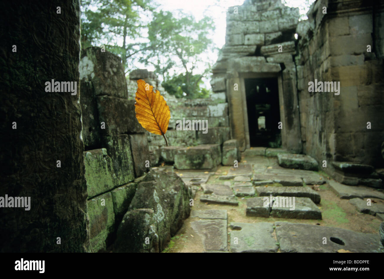 Ta prohm interior cambodia hi-res stock photography and images - Alamy