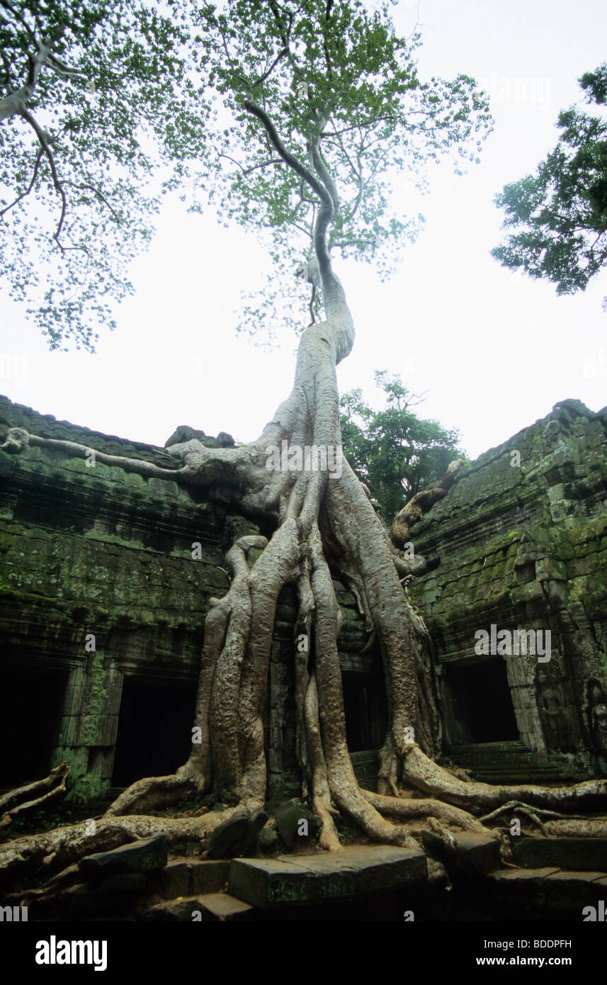 Ta Prohm temple complex, Angkor, Cambodia Stock Photo - Alamy