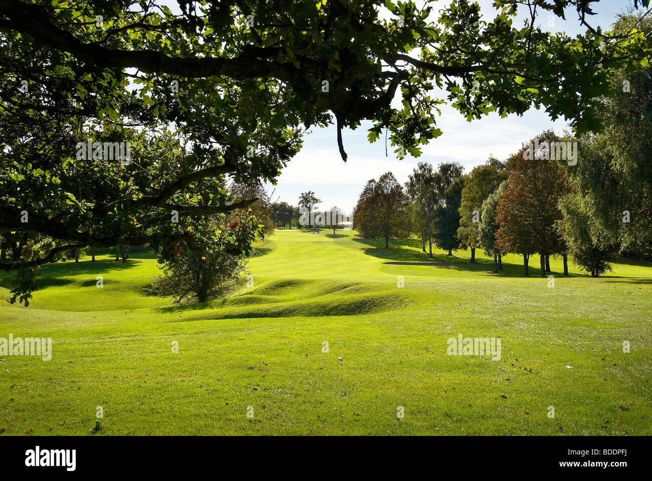 summer sunlight on the golf course Stock Photo - Alamy