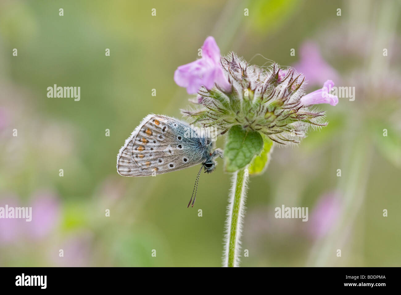 Real Blue Butterflies In The Wild