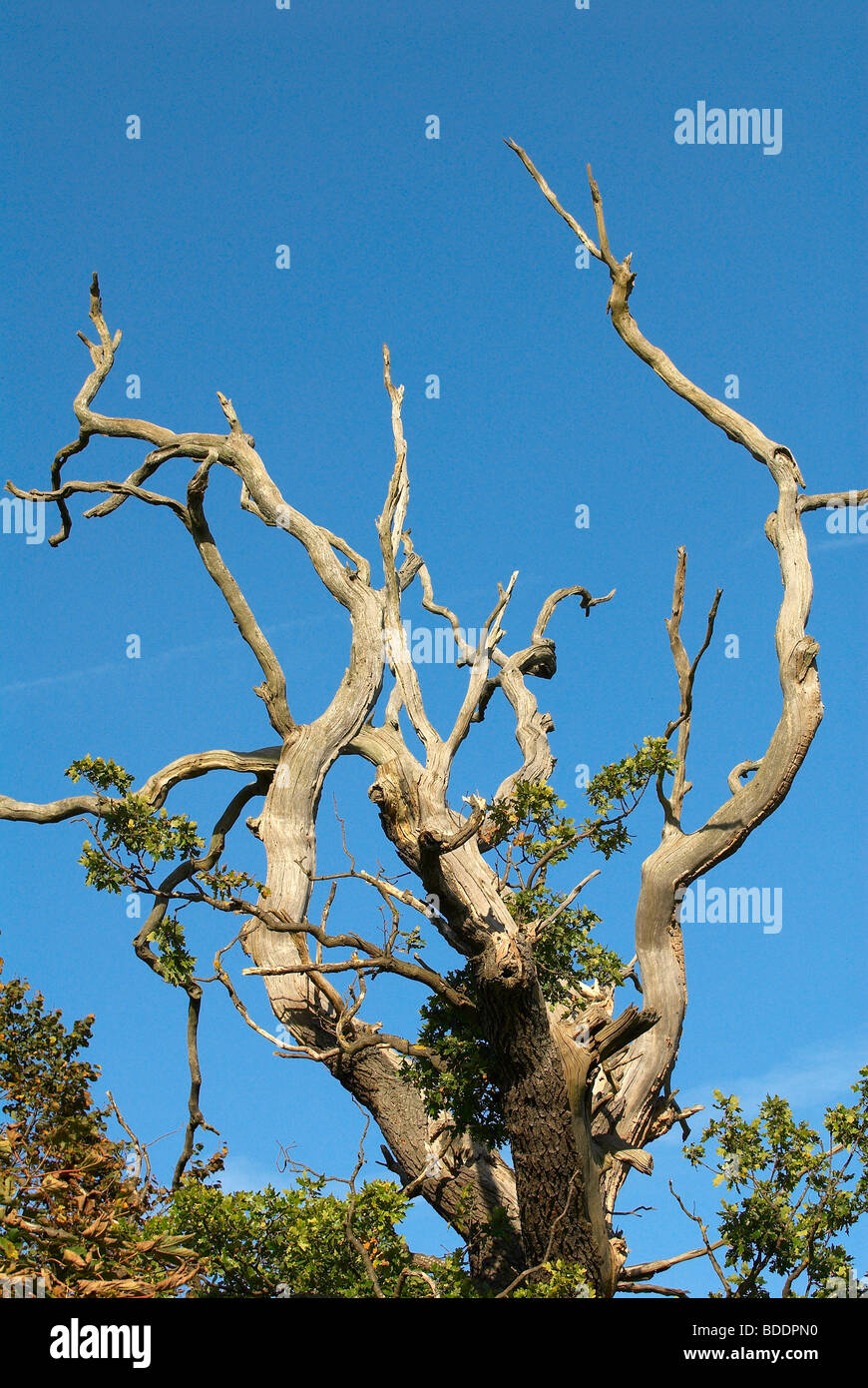 old oak tree Stock Photo - Alamy