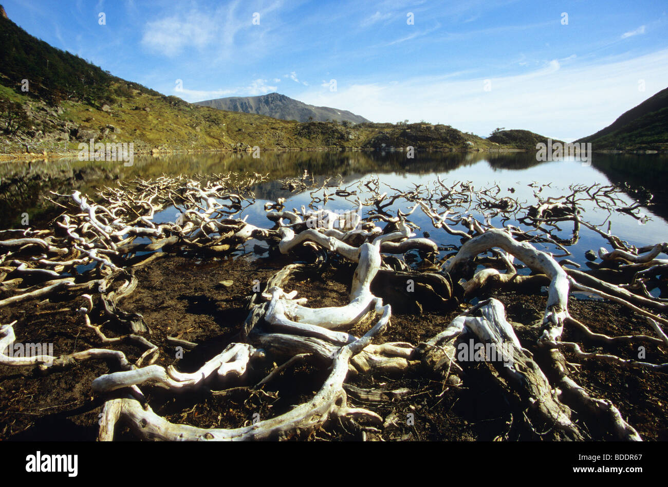 Dead tree branches from beaver damage, below the Dientes massif ...