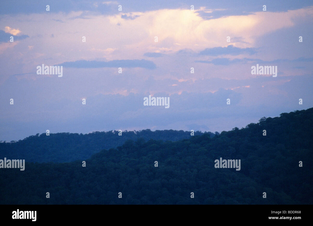 Congo jungle tree canopy hi-res stock photography and images - Alamy