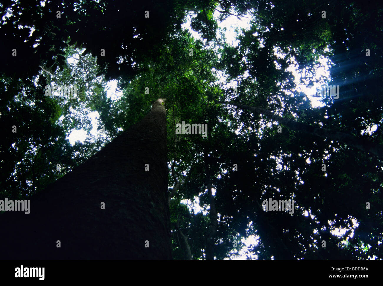 Large old tree in the Ivindo basin rainforest of Gabon, Central Africa ...