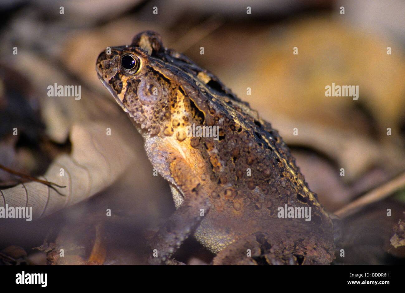 Large rainforest toad, deep in the thick forest of Northeast Gabon ...