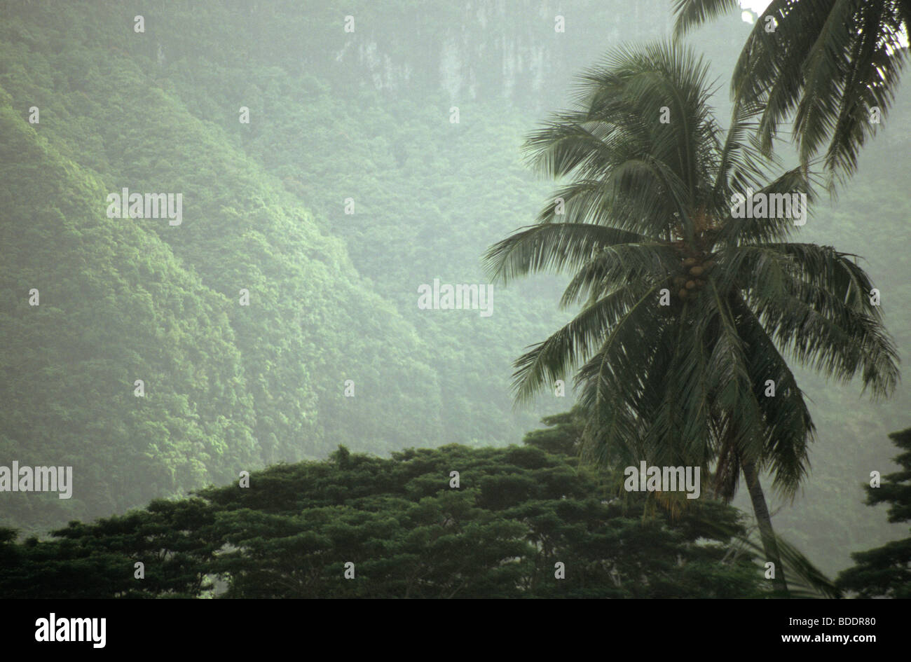Typical polynesian landscape island palm hi-res stock photography and ...