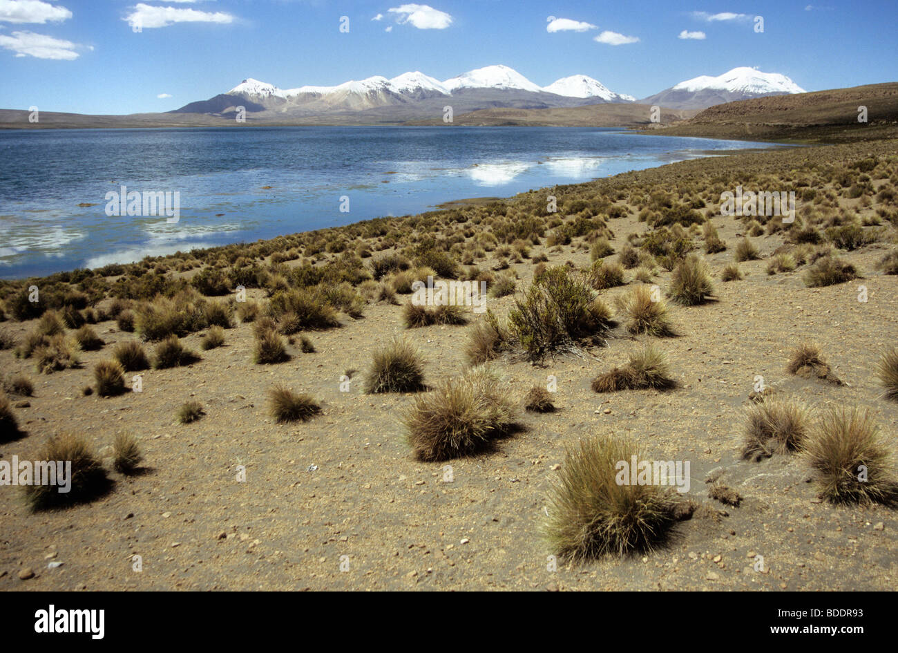 Lago Chungara. Lauca National Park, Chile Stock Photo - Alamy