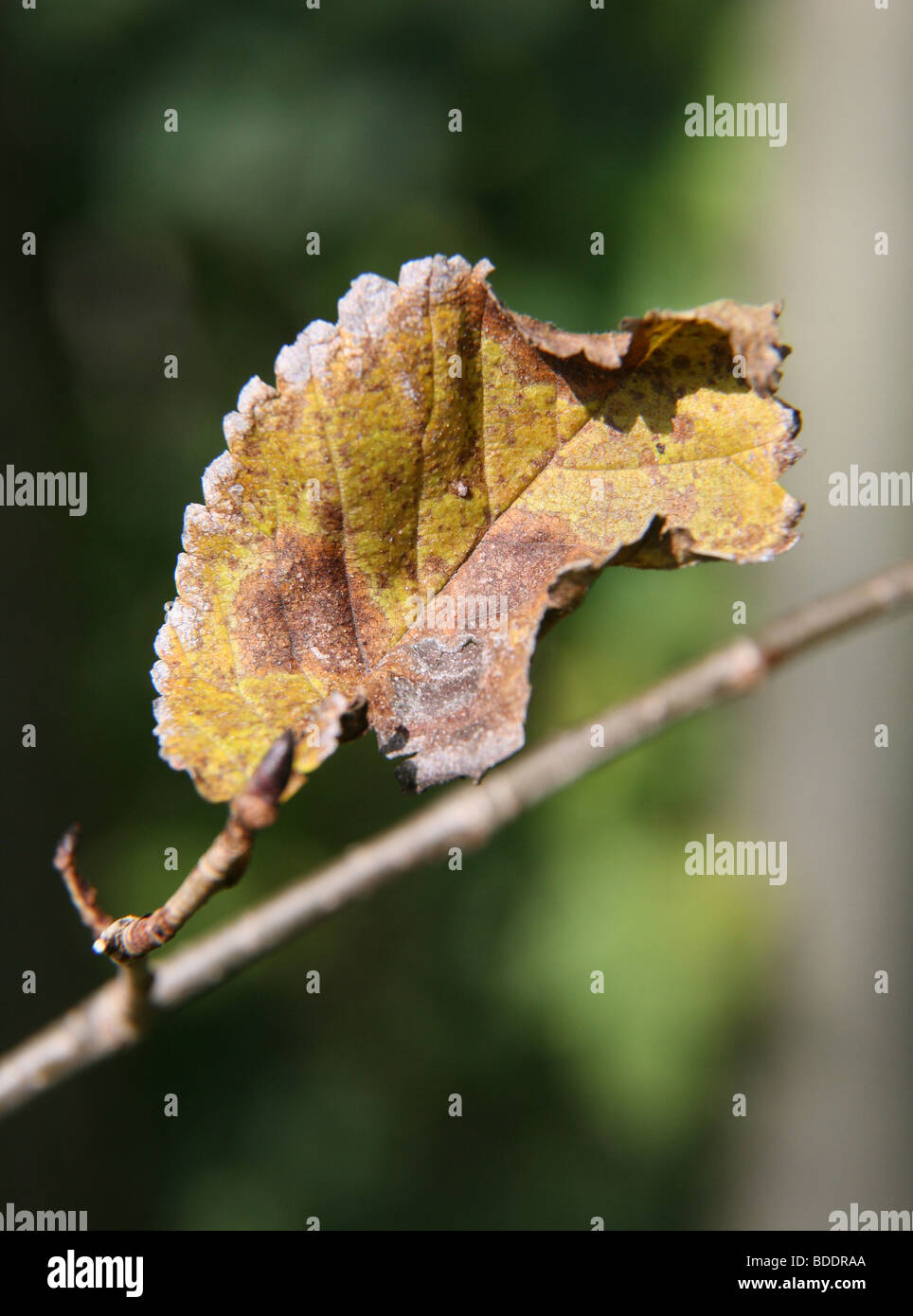 Withering hi-res stock photography and images - Alamy